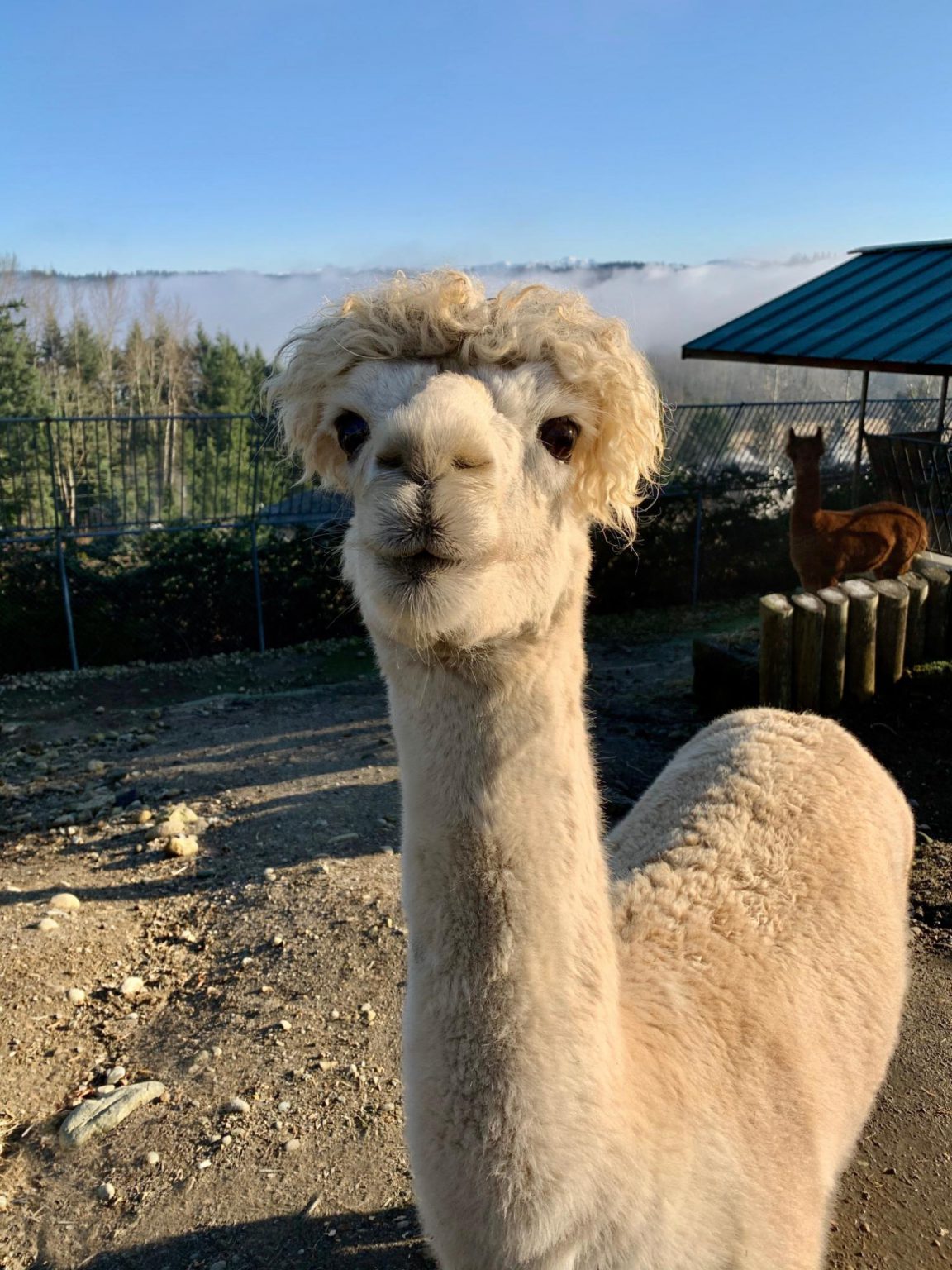Alpaca - Cougar Mountain Zoo