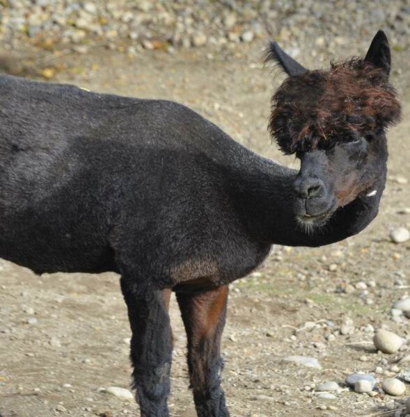 Alpaca - Cougar Mountain Zoo