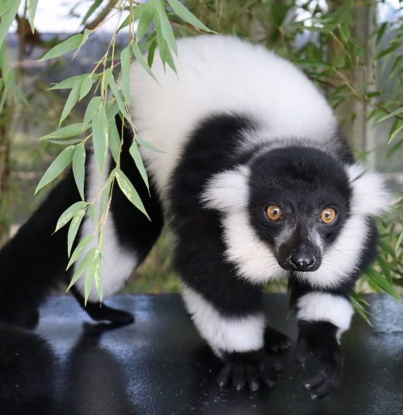 Black and White Ruffed Lemur - Cougar Mountain Zoo