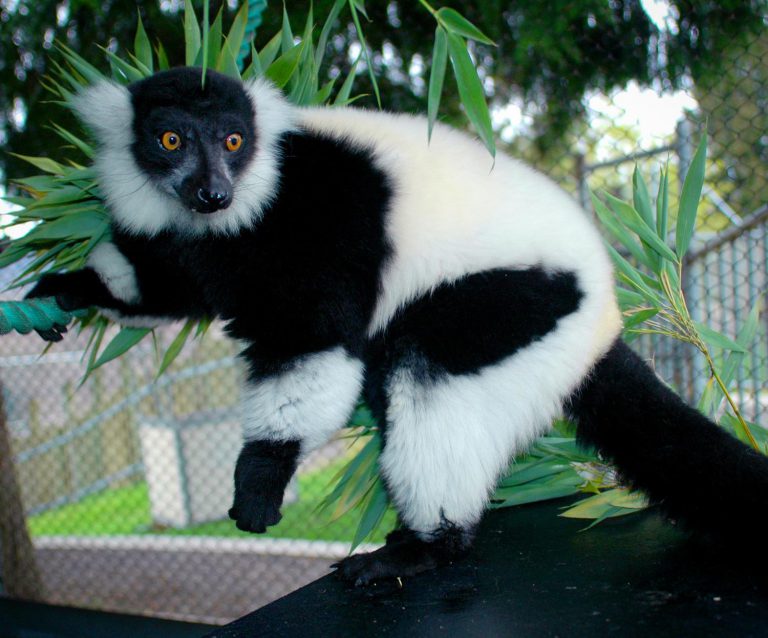 Black and White Ruffed Lemur - Cougar Mountain Zoo