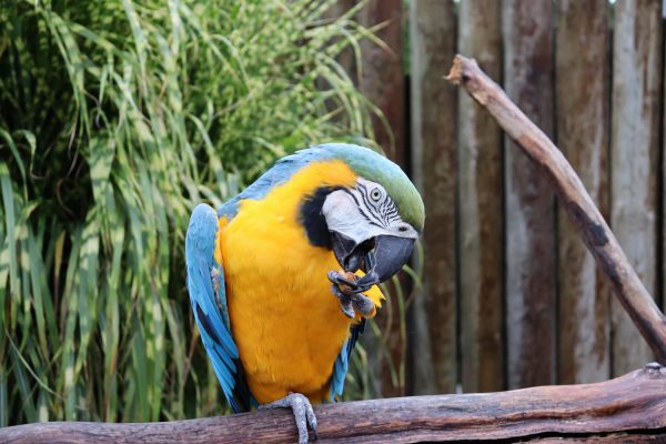 Blue and Gold Macaw - Cougar Mountain Zoo