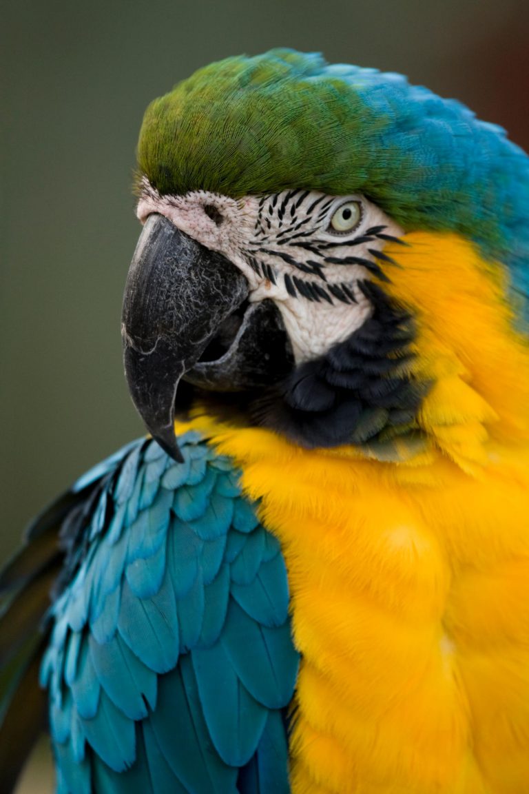 Blue and Gold Macaw - Cougar Mountain Zoo