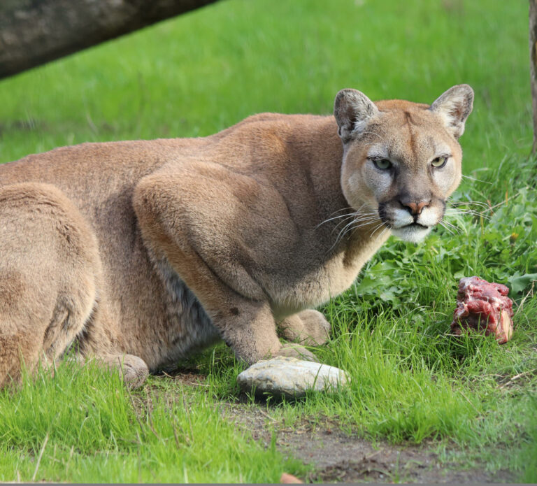 Cougar - Cougar Mountain Zoo