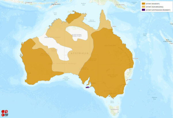 Emu - Cougar Mountain Zoo