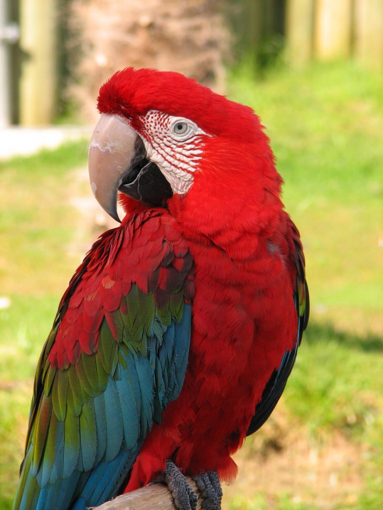 Green Winged Macaw - Cougar Mountain Zoo