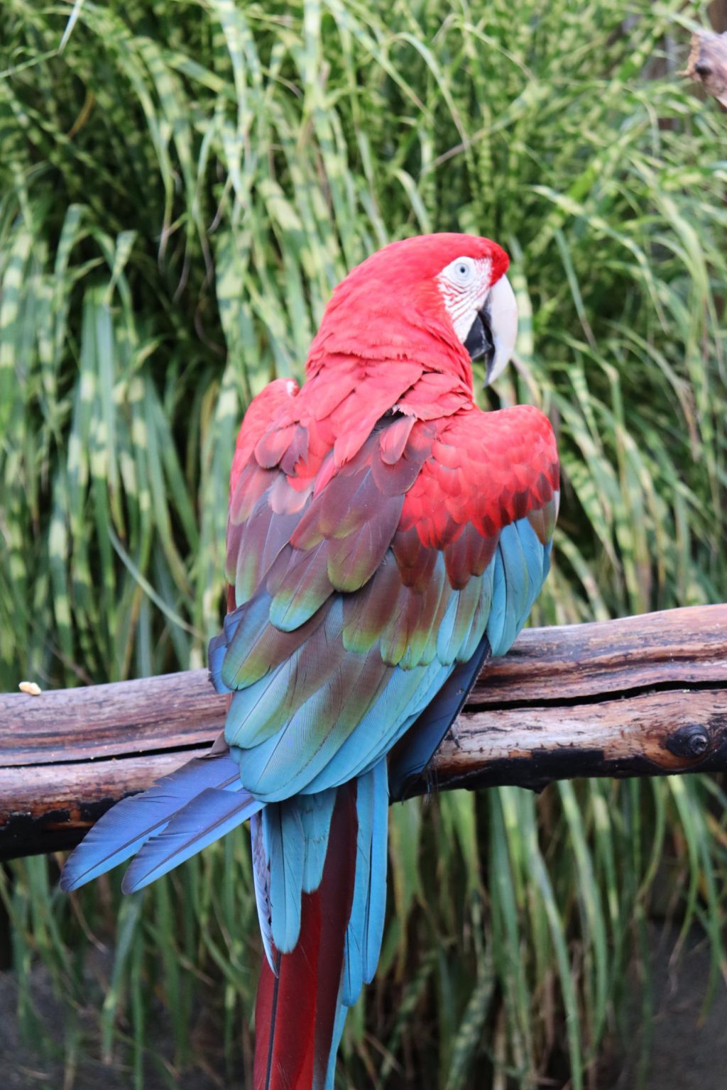 Green Winged Macaw - Cougar Mountain Zoo