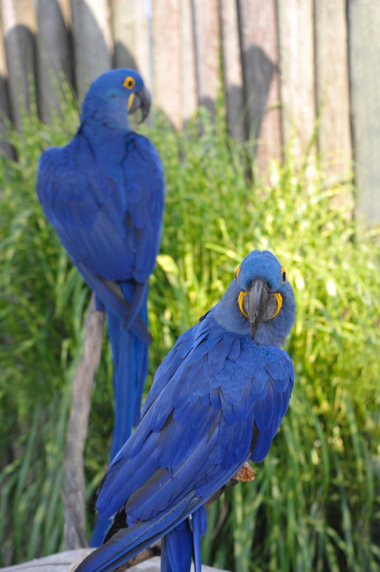 Hyacinth Macaw - Cougar Mountain Zoo