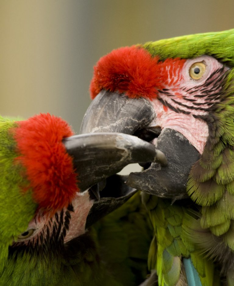 Military Macaw - Cougar Mountain Zoo