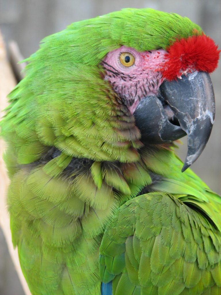 Military Macaw - Cougar Mountain Zoo