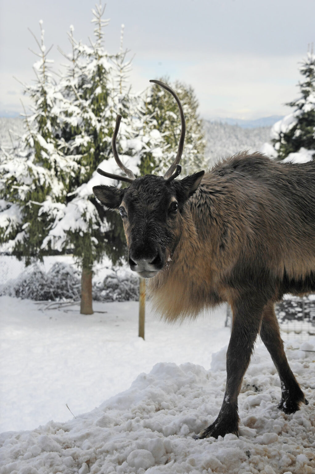 Siberian Reindeer - Cougar Mountain Zoo