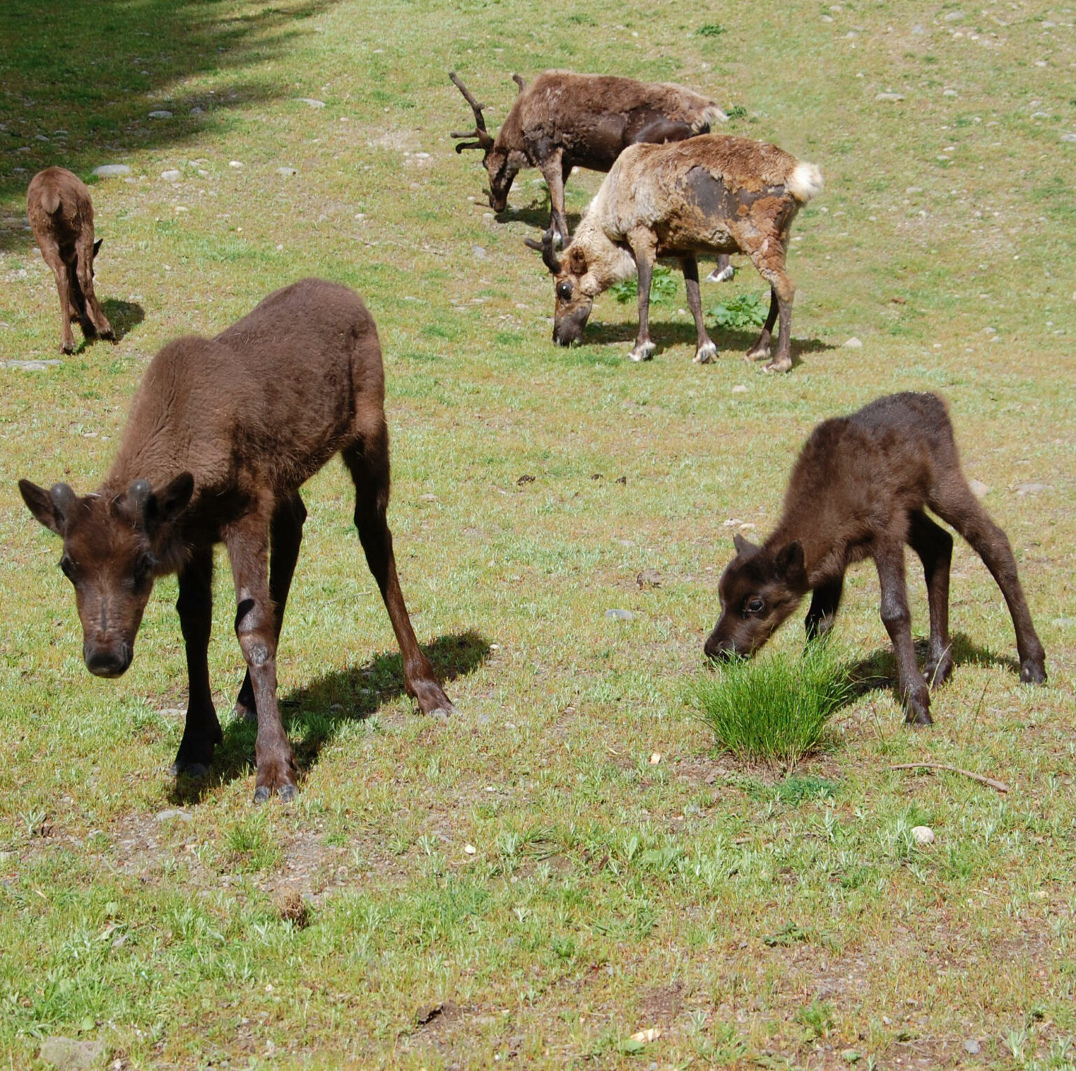 Siberian Reindeer - Cougar Mountain Zoo