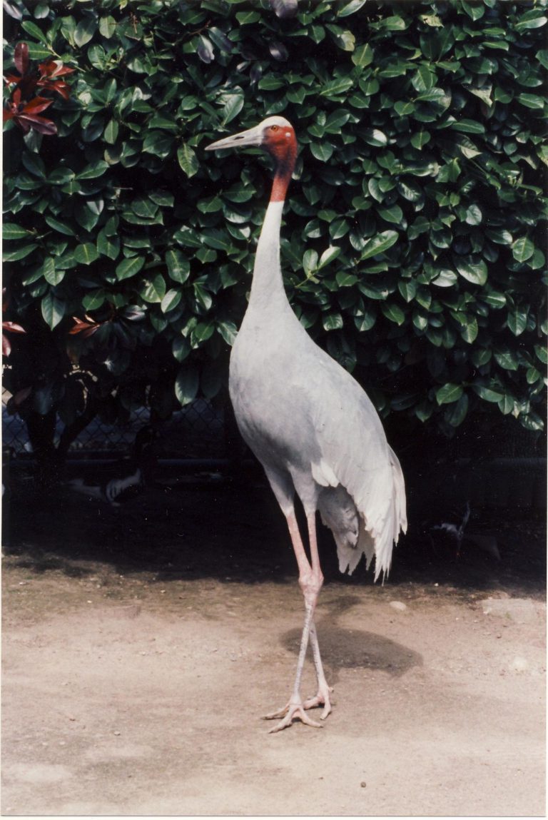 Sarus Crane - Cougar Mountain Zoo