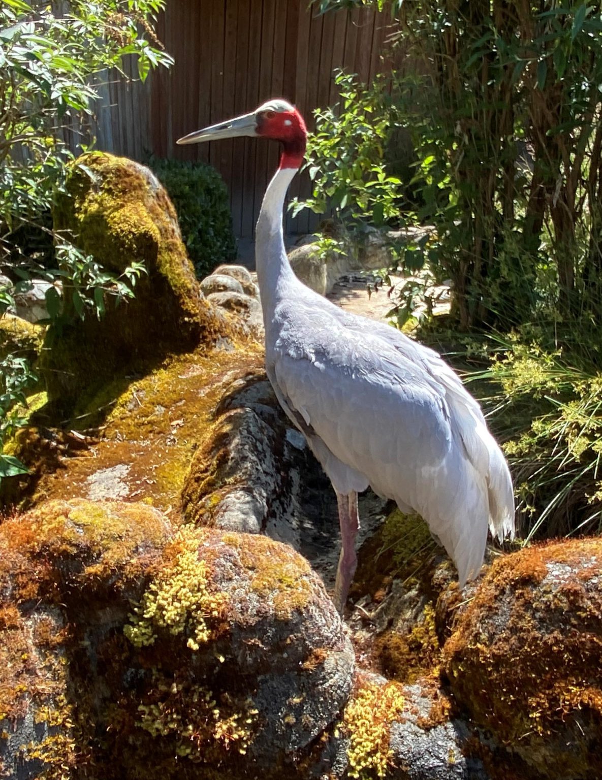 Sarus Crane - Cougar Mountain Zoo
