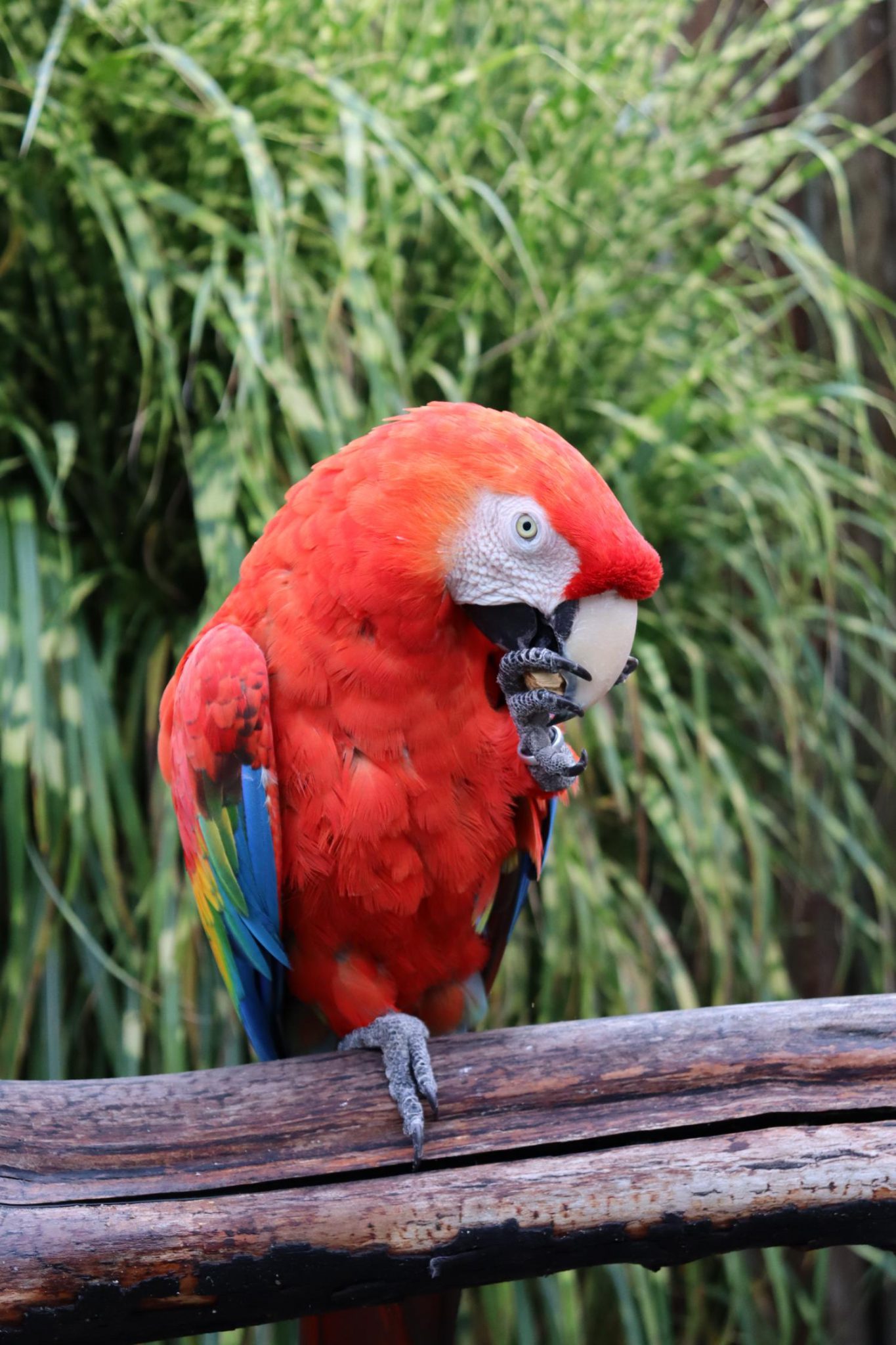 Scarlet Macaw - Cougar Mountain Zoo