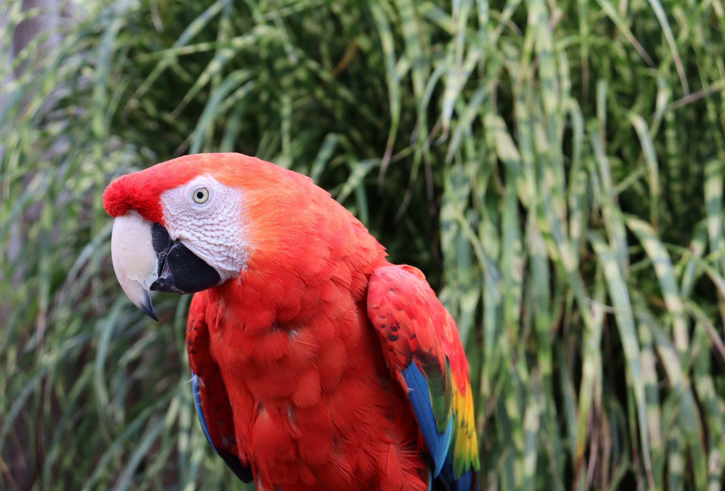 Lifespan Scarlet Macaw Macaw Facts