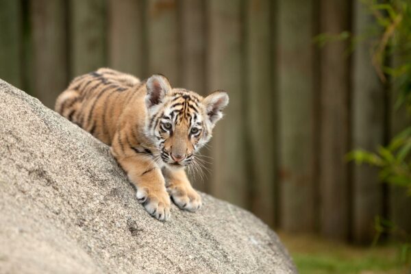 Bengal Tiger - Cougar Mountain Zoo