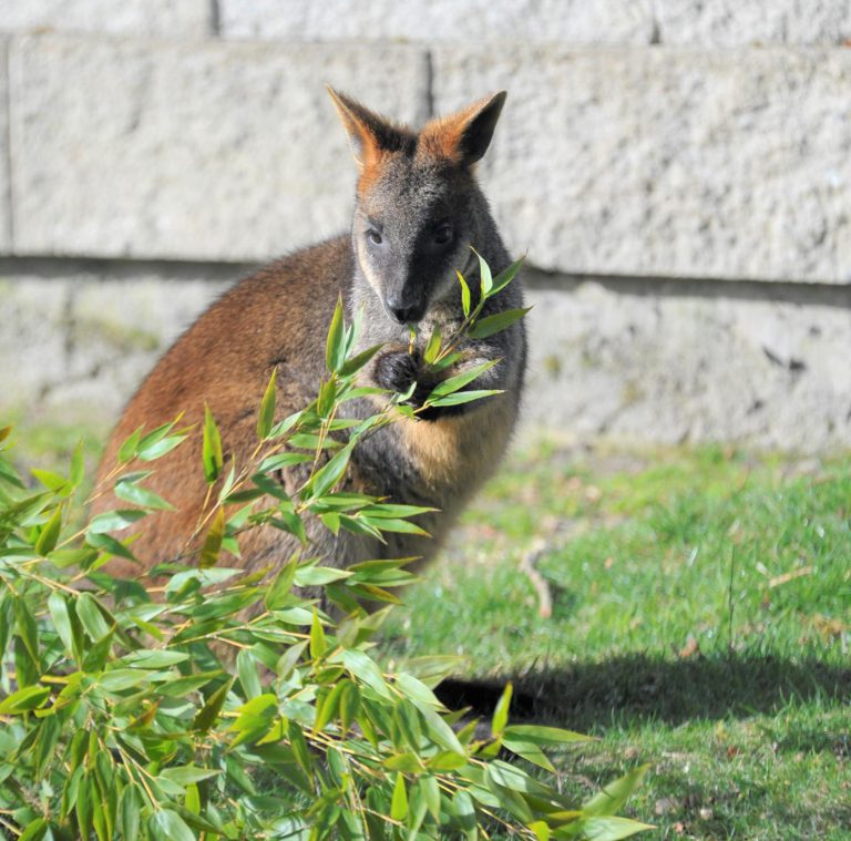 Swamp Wallaby - Cougar Mountain Zoo