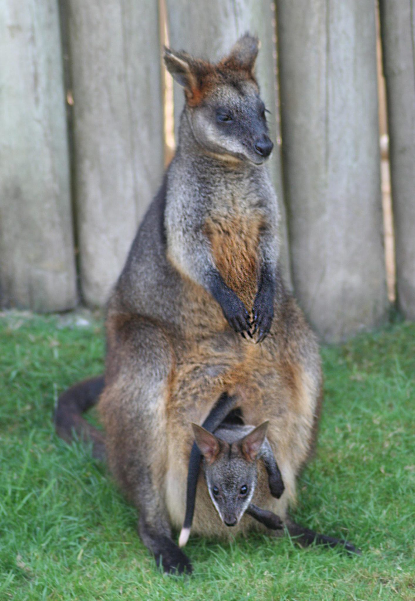 Swamp Wallaby - Cougar Mountain Zoo