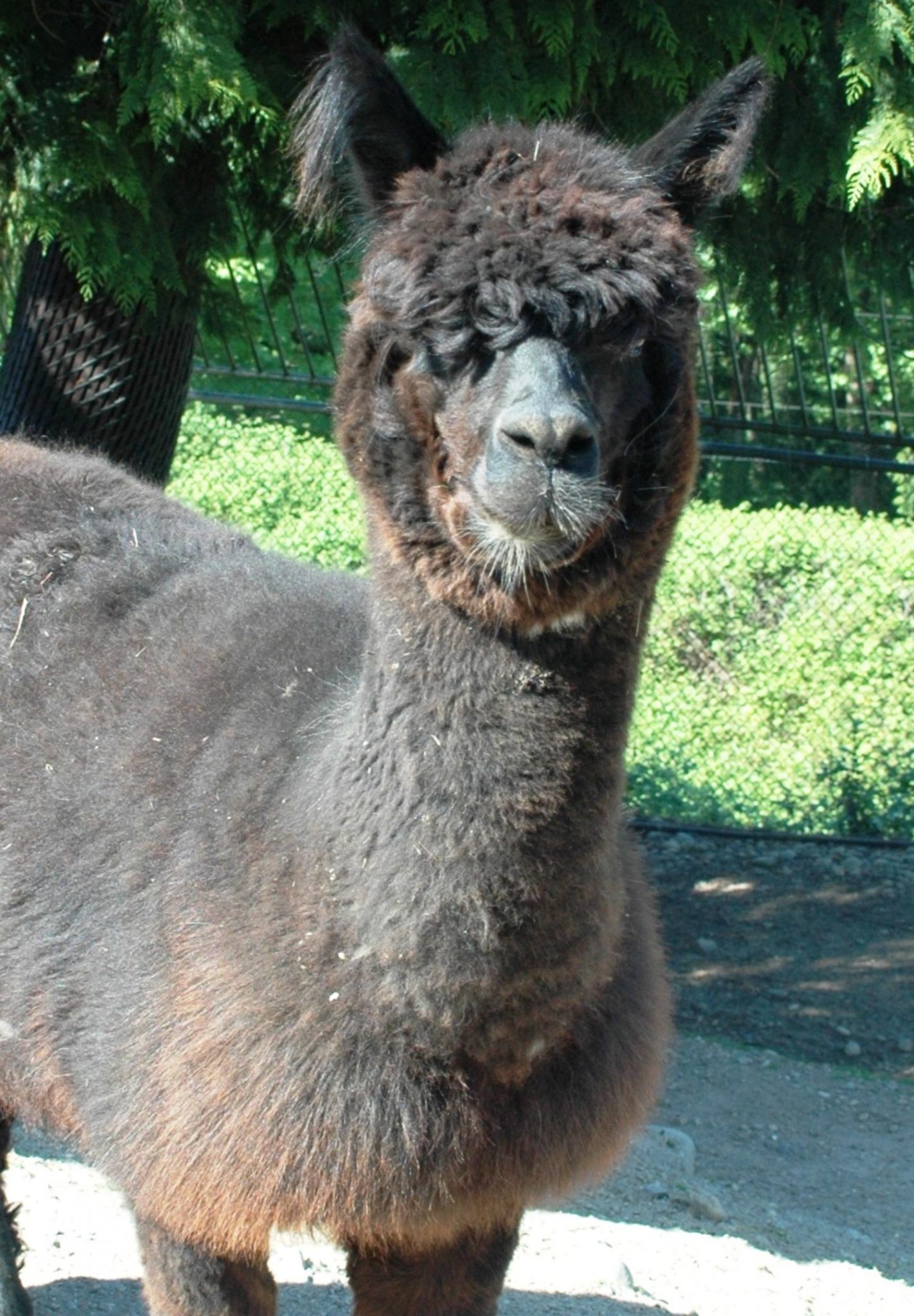 Alpaca - Cougar Mountain Zoo