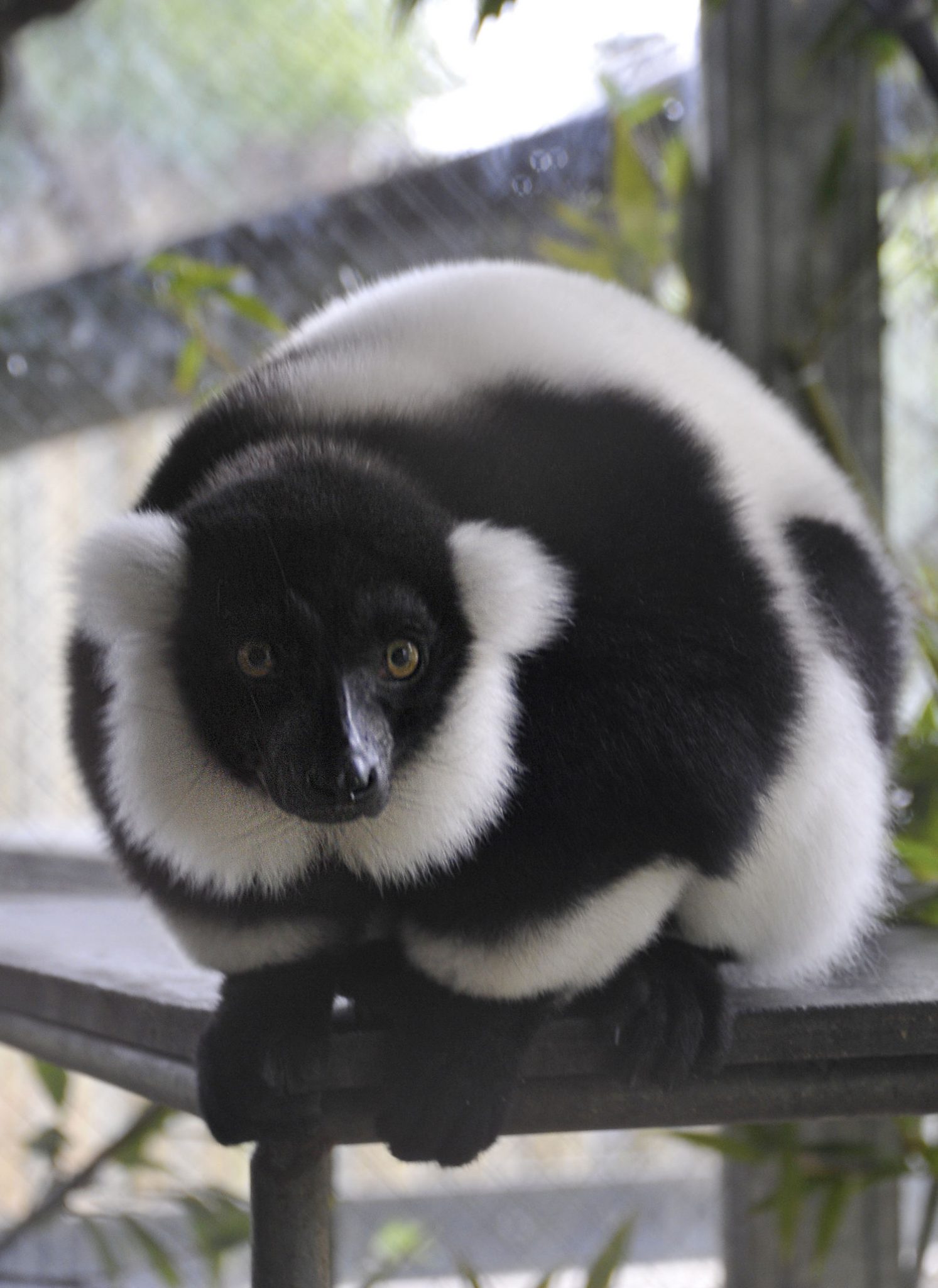 Black and White Ruffed Lemur - Cougar Mountain Zoo