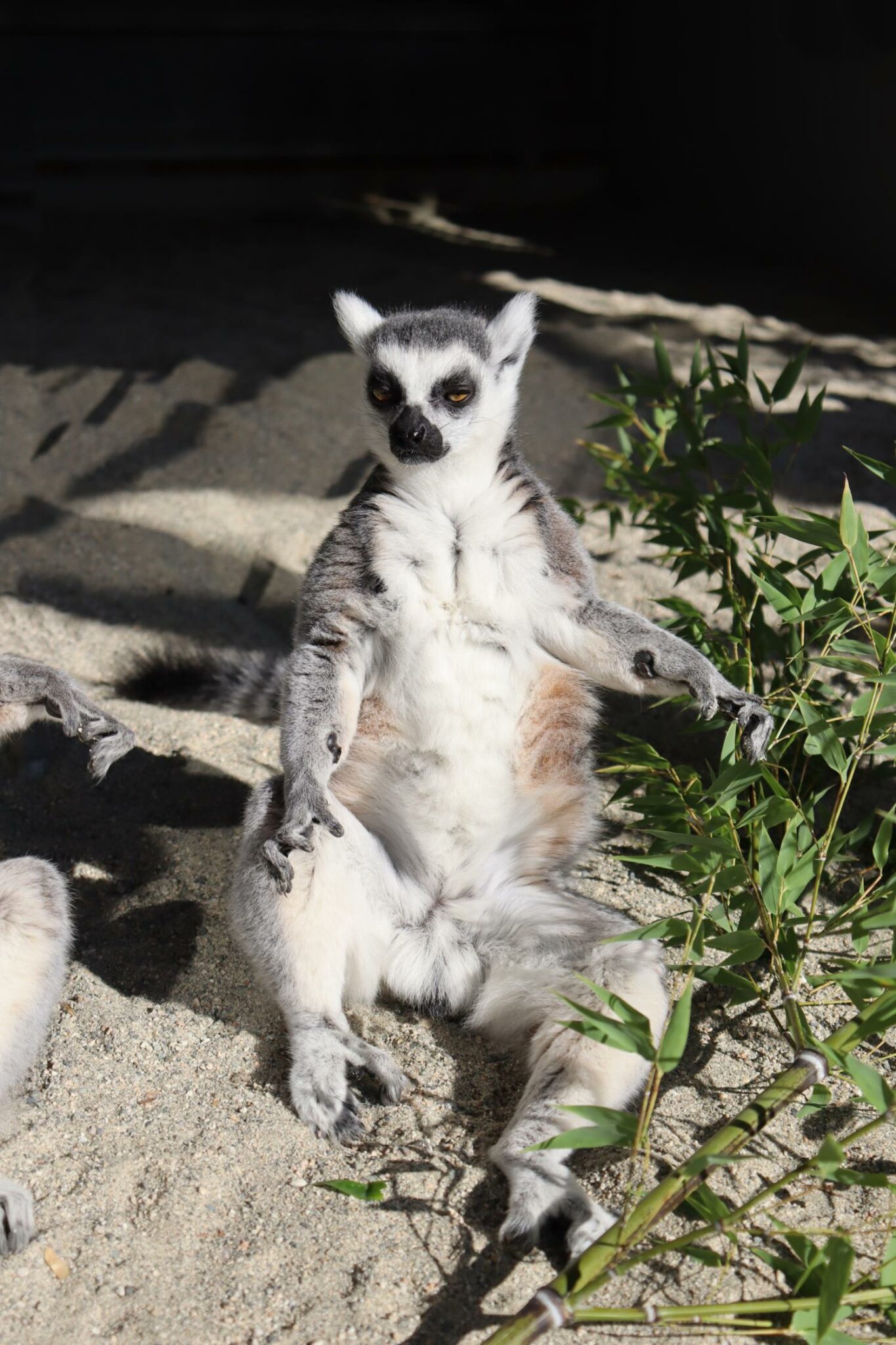 Ring-tailed Lemur - Cougar Mountain Zoo