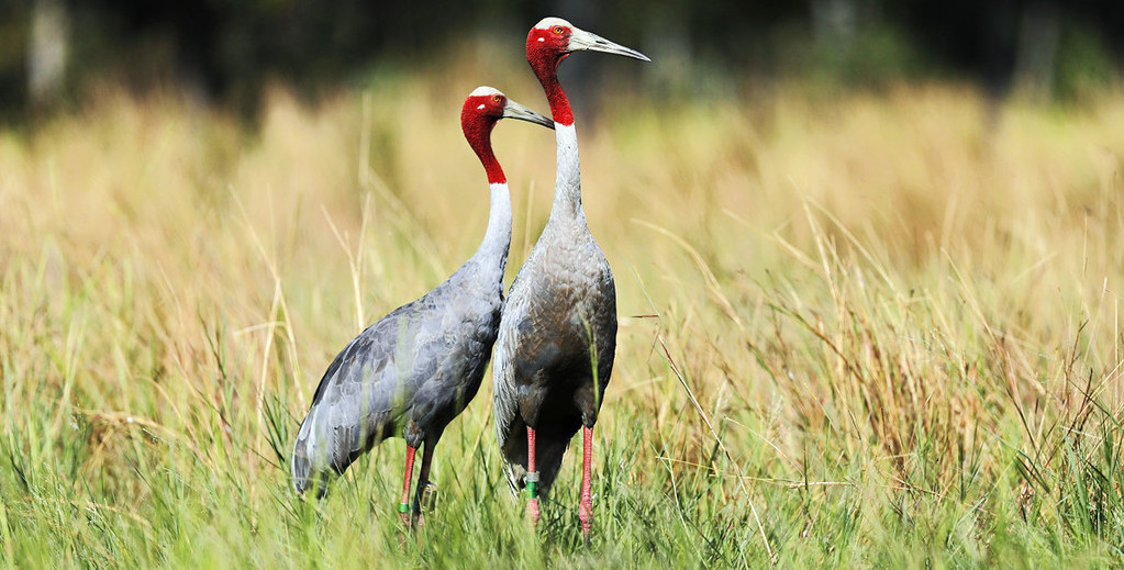 Sarus Crane - Cougar Mountain Zoo
