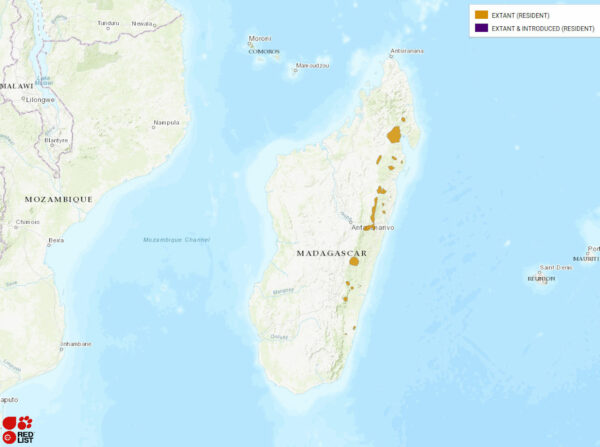 Black and White Ruffed Lemur - Cougar Mountain Zoo