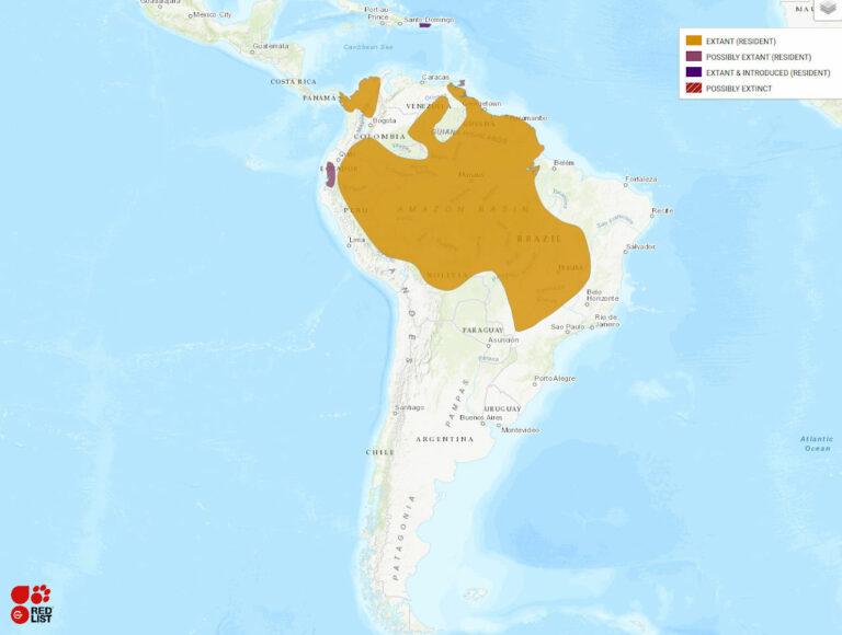 Blue and Gold Macaw - Cougar Mountain Zoo