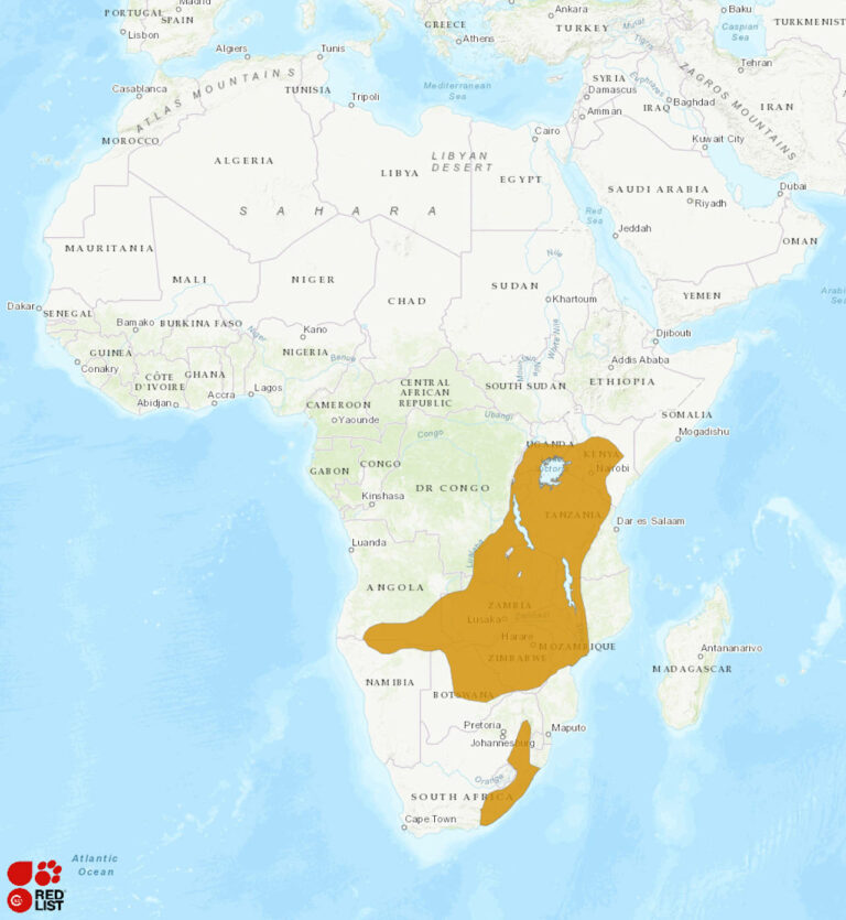 East African Crowned Crane - Cougar Mountain Zoo