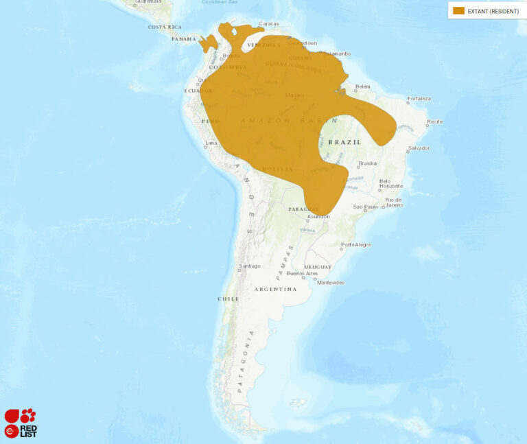 Green Winged Macaw - Cougar Mountain Zoo