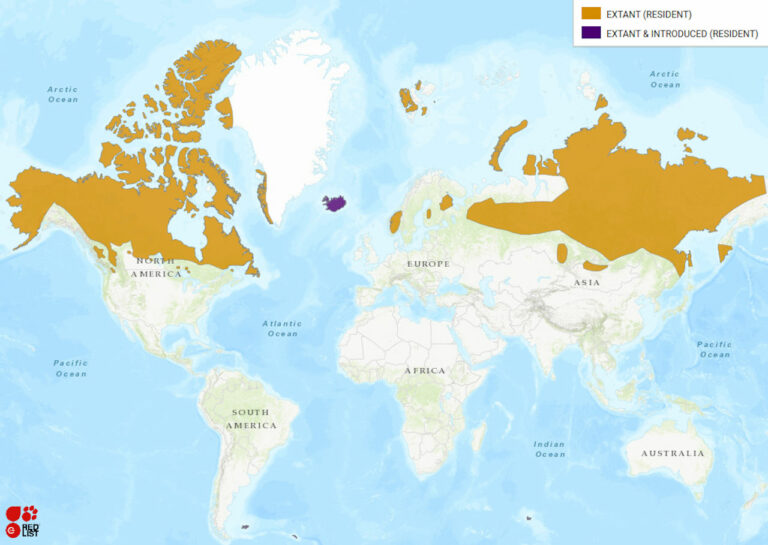 Siberian Reindeer - Cougar Mountain Zoo