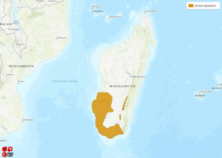 Ring-tailed Lemur - Cougar Mountain Zoo