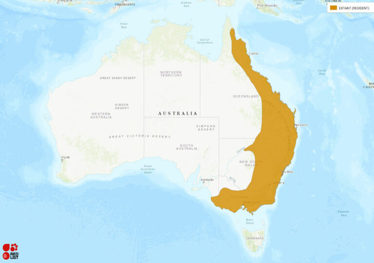 Swamp Wallaby - Cougar Mountain Zoo