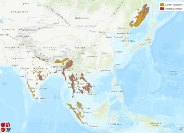 Bengal Tiger - Cougar Mountain Zoo