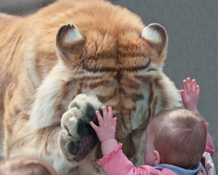 Close Encounters - Cougar Mountain Zoo